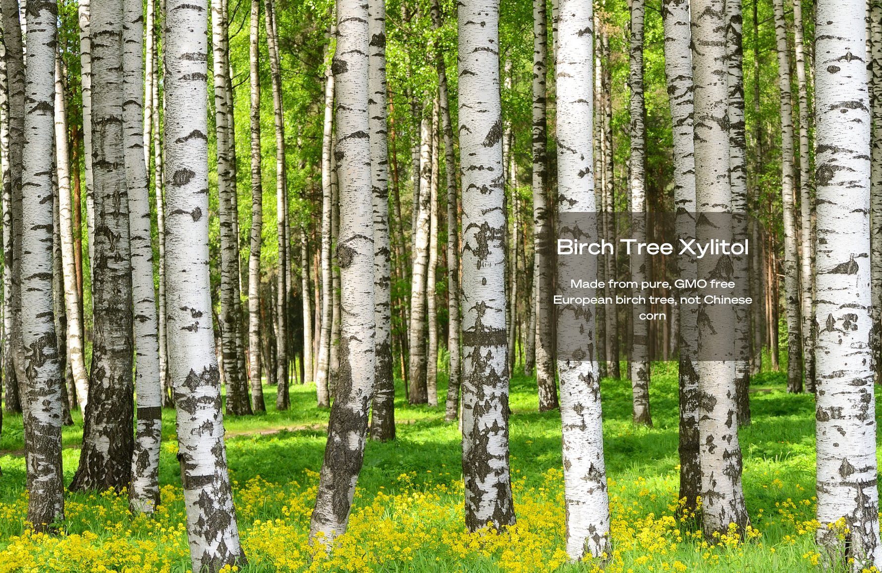 Kaigum Natural Tree Sap, 100% Xylitol Gum