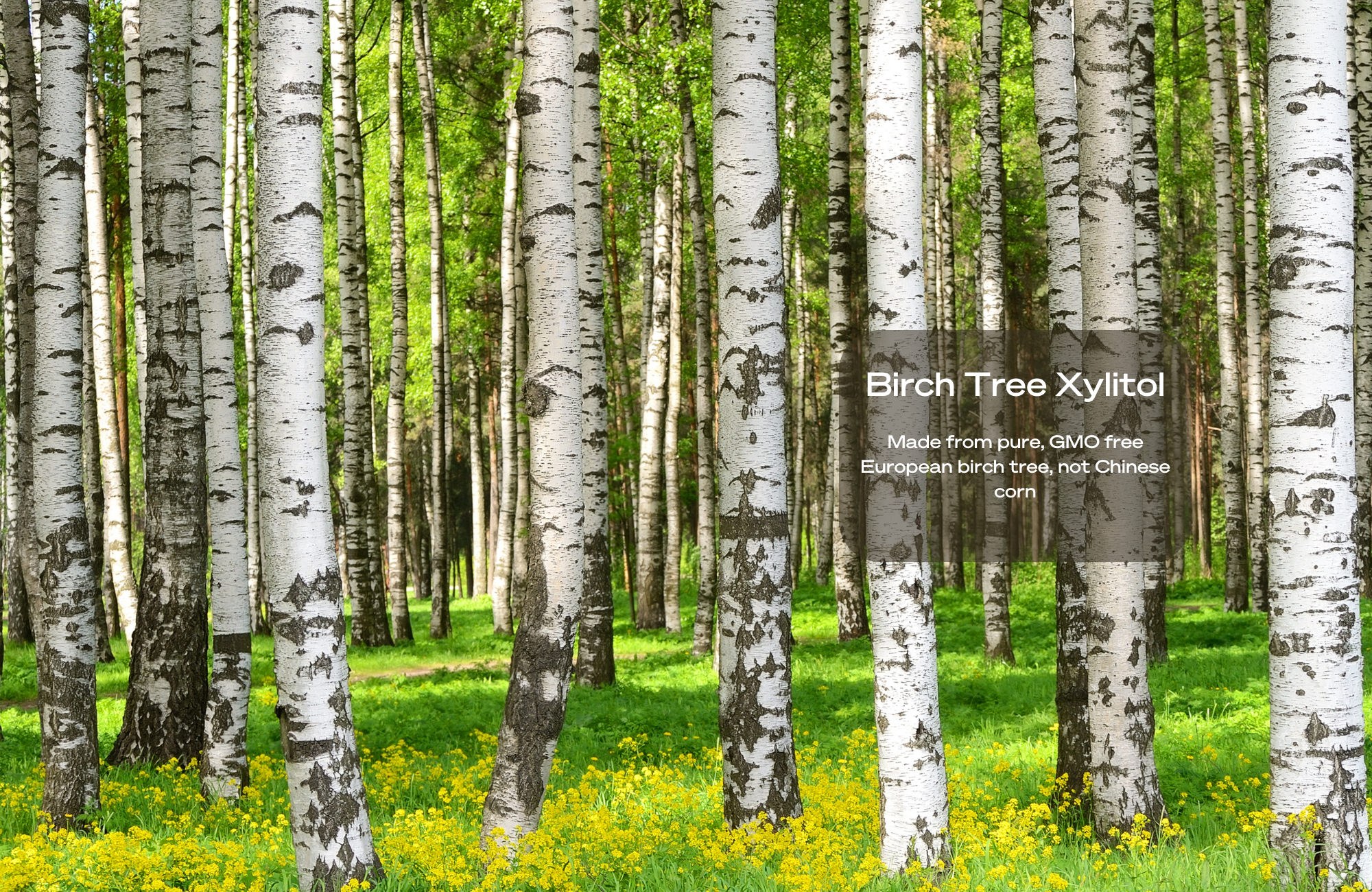 Kaigum Natural Tree Sap, 100% Xylitol Gum